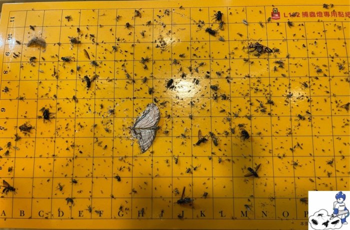 【含稅附發票】PROCATCH L-103專用黏紙/專用捕蟲紙/黏蟲紙10張－特效除蟲 | Yahoo拍賣
