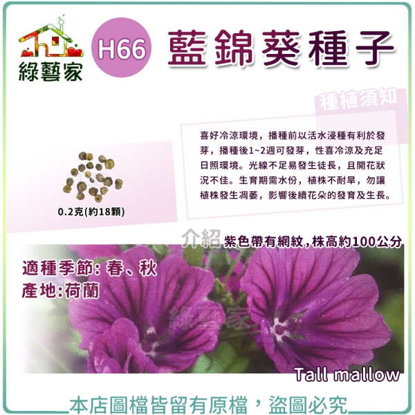 【綠藝家】H66.藍錦葵種子0.2克(約18顆)(紫網紋) | 盆栽園藝 | Yahoo購物中心