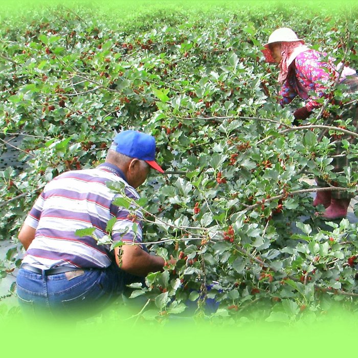 冷凍桑椹 冷凍桑葚 水林伯農園（1800g/3台斤）農家自營 産地直銷 | Yahoo拍賣
