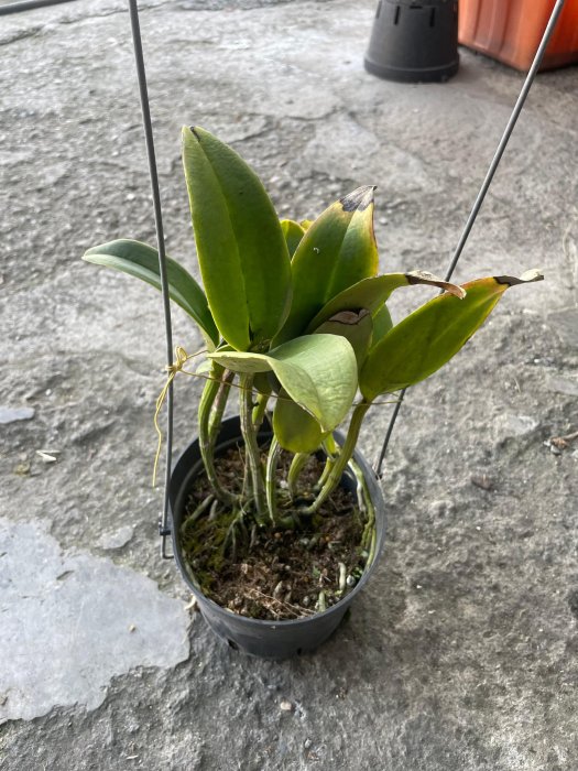 嘉德利亞蘭分生苗盆栽：Rlc.Yuan Dung Python “大蟒蛇‘ | Yahoo拍賣