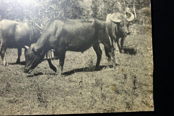日治時期老照片 水牛 29*22公分 郵40 0804 | Yahoo拍賣