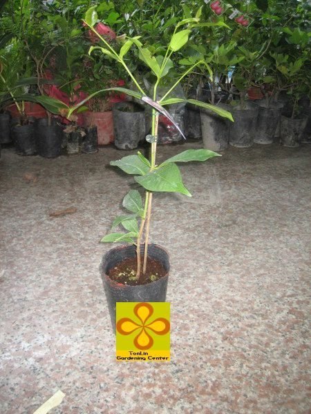 ╭☆東霖園藝☆╮水果苗( 黑珍珠掌蓮霧 )蓮霧---苗栽.. 蓮霧葉子較醜 | Yahoo拍賣