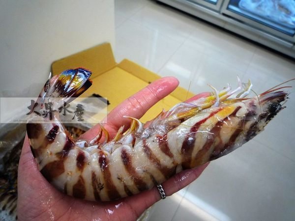 【大昇水產】今年最鮮正港基隆船內急凍野生大明蝦/無包冰/無添加(非養殖/非大陸貨)1.2KG | Yahoo拍賣