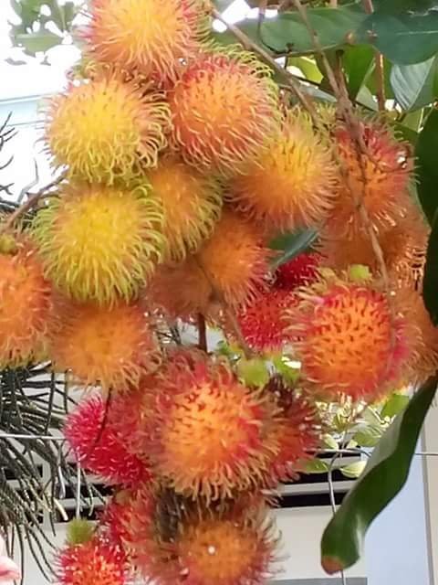 Rambutan紅毛丹【嫁接粗大苗】R191離核品種／苗高約120公分上下，移植後約1年多產果！ | Yahoo拍賣