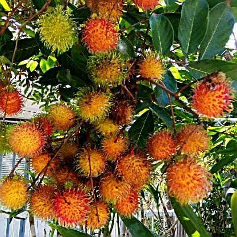 Rambutan紅毛丹【嫁接苗】R191離核品種 數量不多 敬請把握 | Yahoo拍賣