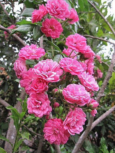 【粉滿天星蔓玫】會攀爬的玫瑰粉滿天星 Gartendirektor Otto Linne粉紅迷你多花成串 | Yahoo拍賣