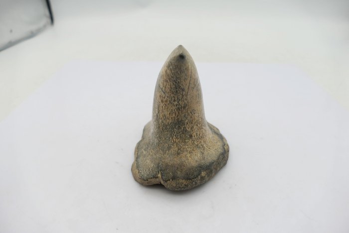 (小蔡二手挖寶網) 早期 高古玉 犀牛角造型 老教授收藏品 總重量約632g 行家自行鑑定 商品如圖 100元起標 無底價 | Yahoo拍賣