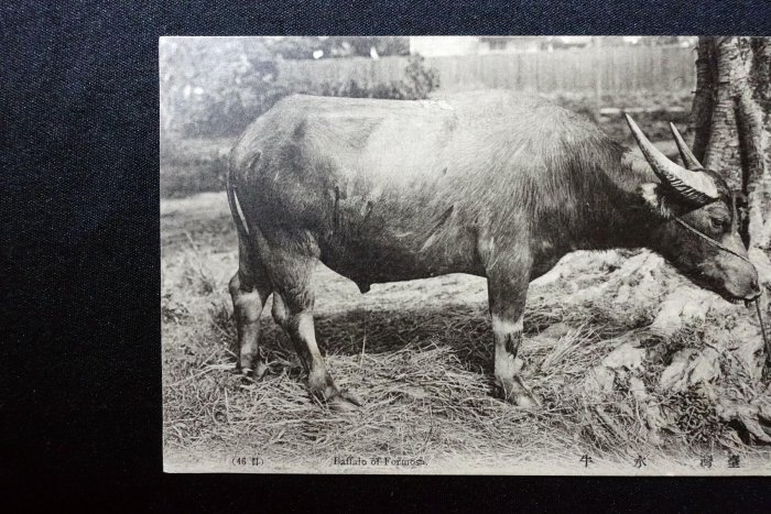 日治時期 台灣 水牛 風景人文明信片 郵7 0807 | Yahoo拍賣