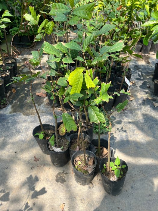 Rambutan紅毛丹【嫁接苗】R191離核品種 數量不多 敬請把握 | Yahoo拍賣