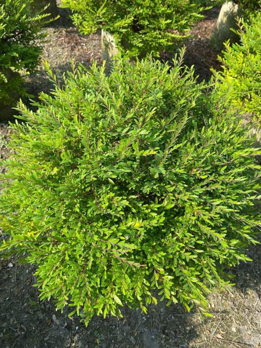 【林阿伯】球型葉下株 | Yahoo拍賣