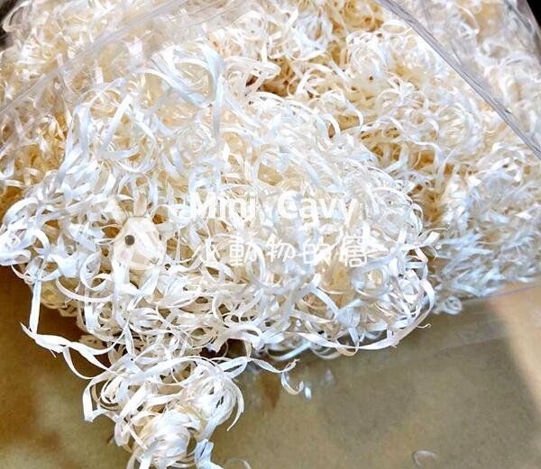 ♥ Mini Cavy ♥╭。實驗室白楊木 巢料絲-細 TAPVEI 250g分裝包 築巢 木屑 | Yahoo拍賣