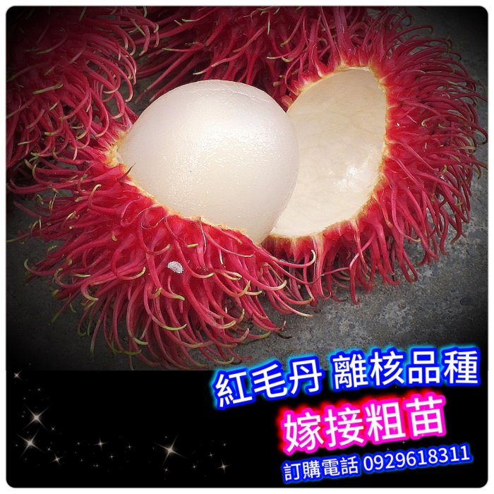 Rambutan紅毛丹【嫁接粗大苗】R191離核品種／苗高約120公分上下，移植後約1年多產果！ | Yahoo拍賣