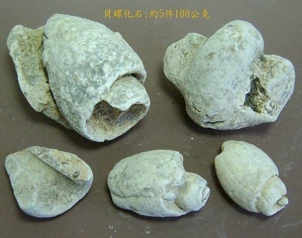 金牛礦晶化石館『清倉拍賣』(隨機出貨,貝螺化石-售100公克) 滿200元以上才出貨 ,vqq-13 | Yahoo拍賣