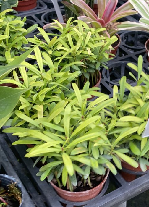 羅漢松苗3吋盆 實際商品拍攝 | Yahoo拍賣