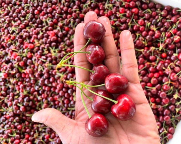 櫻桃 水果 2.5公斤(28mm) 9.5R 禮盒 空運進口水果 送禮精緻大方 新鮮冷藏宅配到府 | Yahoo拍賣