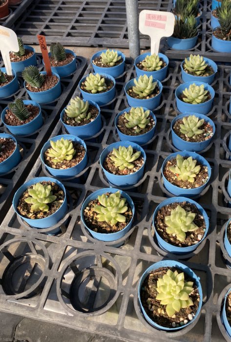 多肉植物黃麗錦3吋 實物拍攝，3吋盆。穩根含盆寄送 | Yahoo拍賣